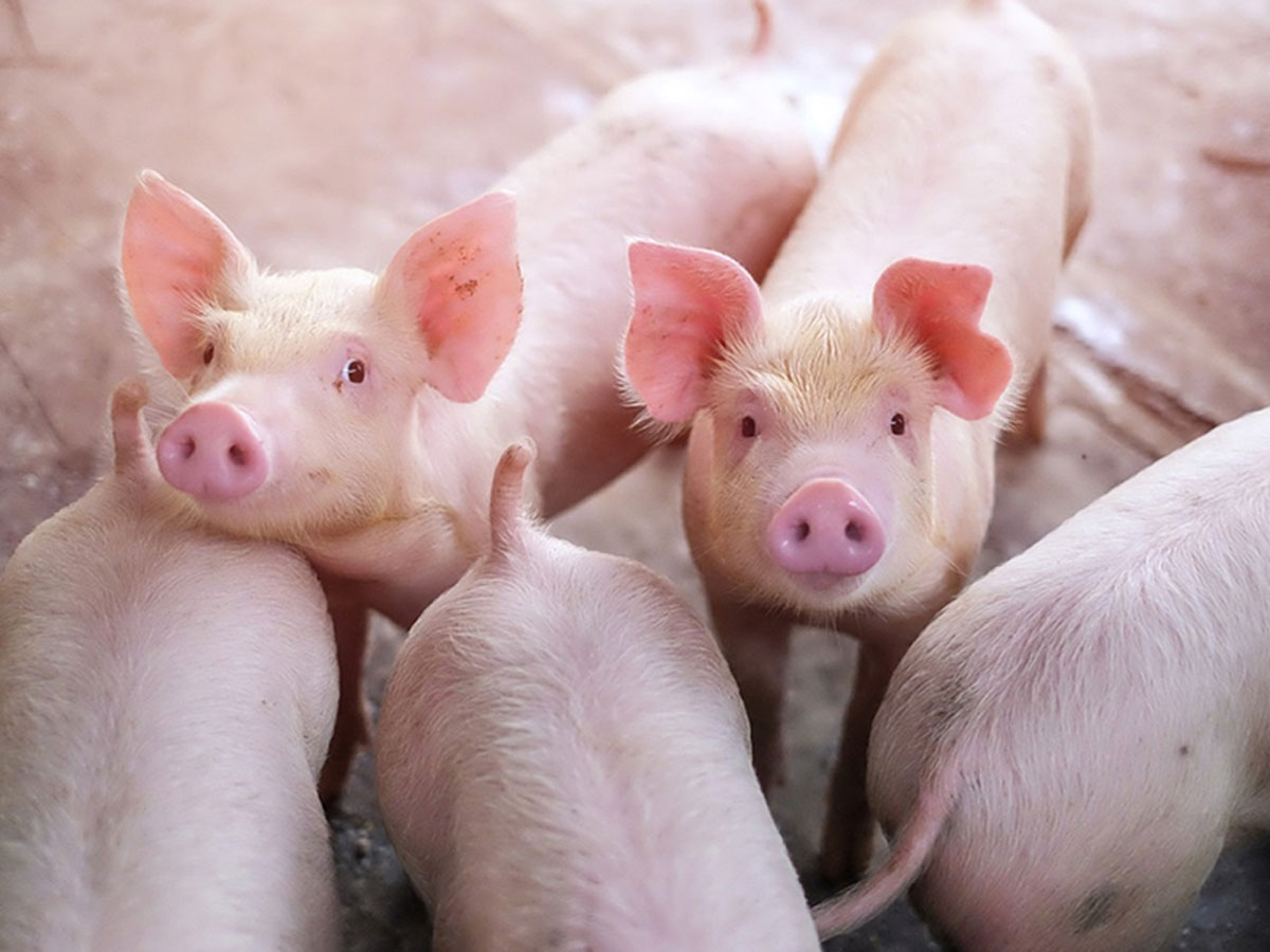 U susret svinjokolju i praznicima - više cijene svinja i prasadi ...